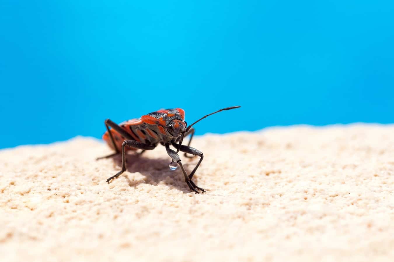 Fruit Flies, Bedbugs, and Termites - Oh My! | FlatRate Moving
